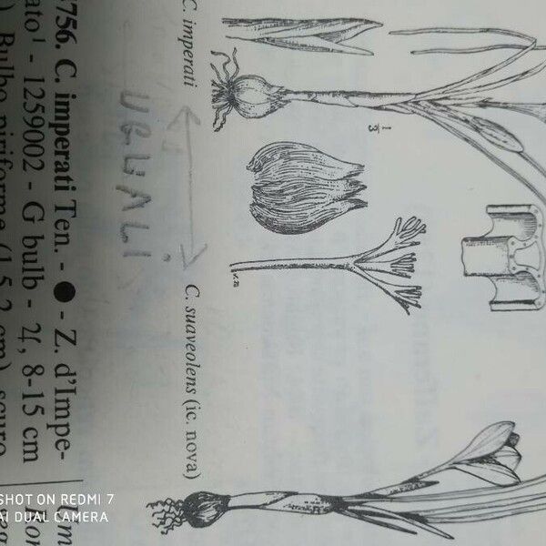 Redolent Crocus (Crocus Suaveolens) Plant Care & How to Grow, Water