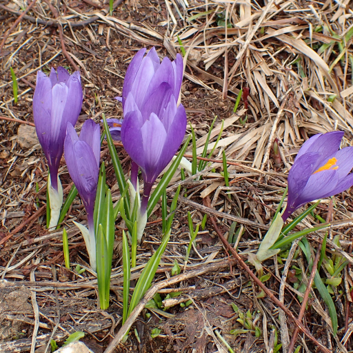Crocus Veluchensis Plant Care & How to Grow, Water