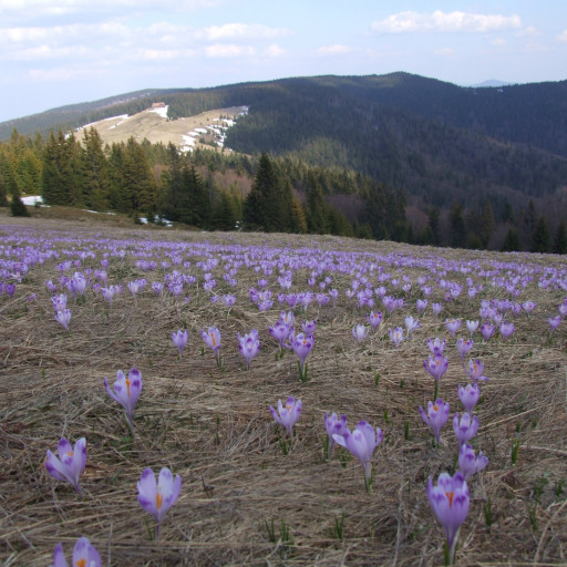 Dutch Crocus (Crocus Vernus) Plant Care & How to Grow, Water