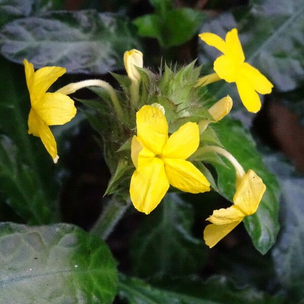 Crossandra Flava Care Guide: Water, Soil & Propagation - Plantiary