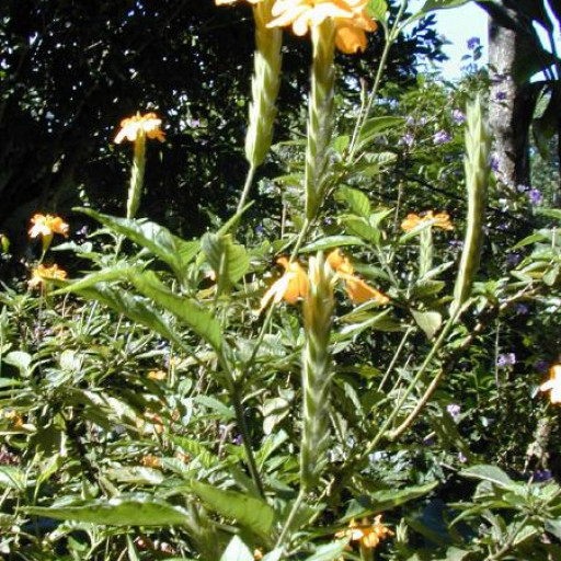 Turtleweed (Batis Maritima) Plant Care & How to Grow, Water