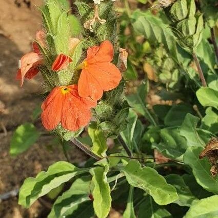 Sabi Crossandra (Crossandra Mucronata) Plant Care & How to Grow, Water