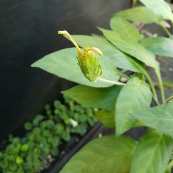 Red Firecracker (Crossandra Nilotica) Plant Care & How to Grow, Water