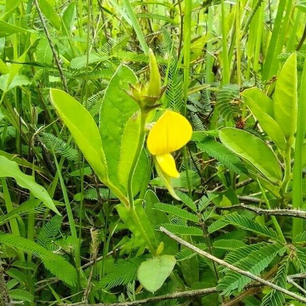 Winged Rattlebox (Crotalaria Alata) Plant Care & How to Grow, Water