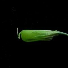 Taiwan Crotalaria (Crotalaria Albida) Plant Care & How to Grow, Water