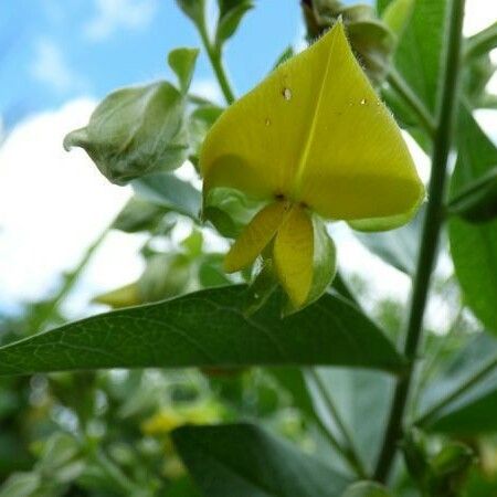 Berteron's Rattlebox (Crotalaria Berteroana) Plant Care & How to Grow ...
