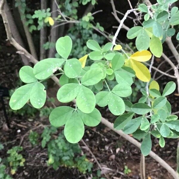 Cape Rattlepod (Crotalaria Capensis) Plant Care & How to Grow, Water