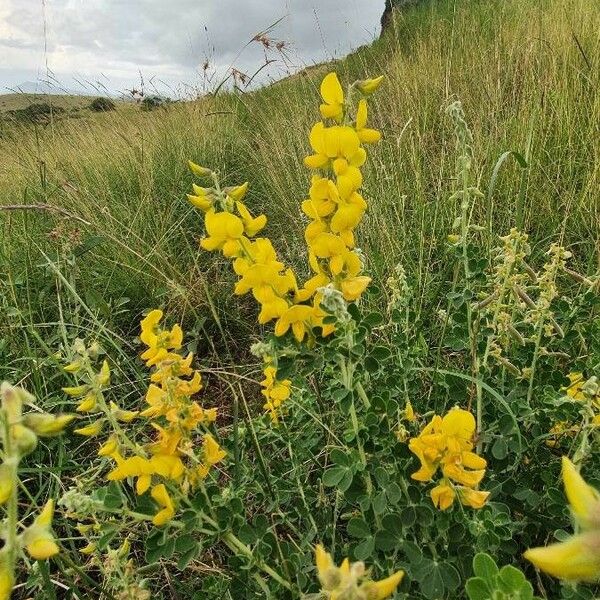 Crotalaria Chrysochlora Plant Care & How to Grow, Water