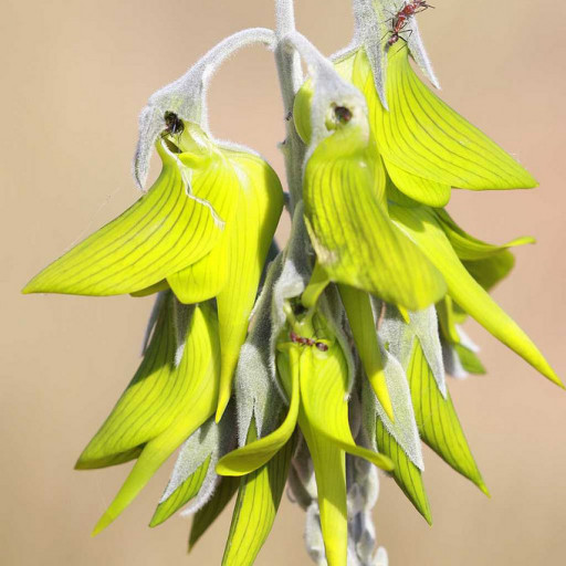 Birdflower Rattlepod (Crotalaria Cunninghamii) Plant Care & How to Grow ...