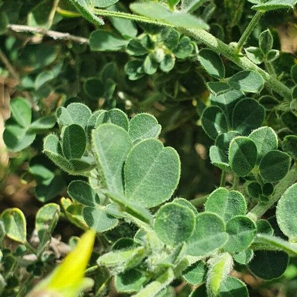 Crotalaria Emarginella Plant Care & How to Grow, Water