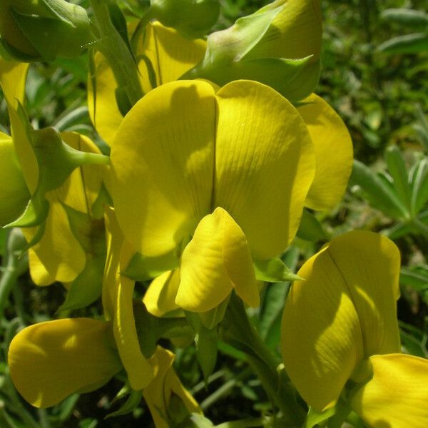 Bushy Rattlepod (Crotalaria Grahamiana) Plant Care & How to Grow, Water