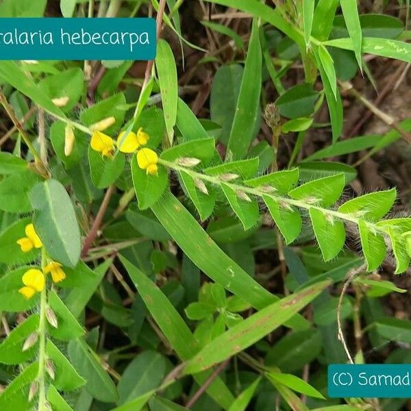 Rattlebox (Crotalaria Hebecarpa) Plant Care & How to Grow, Water
