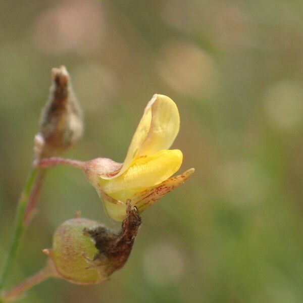 Crotalaria Hyssopifolia Plant Care & How to Grow, Water