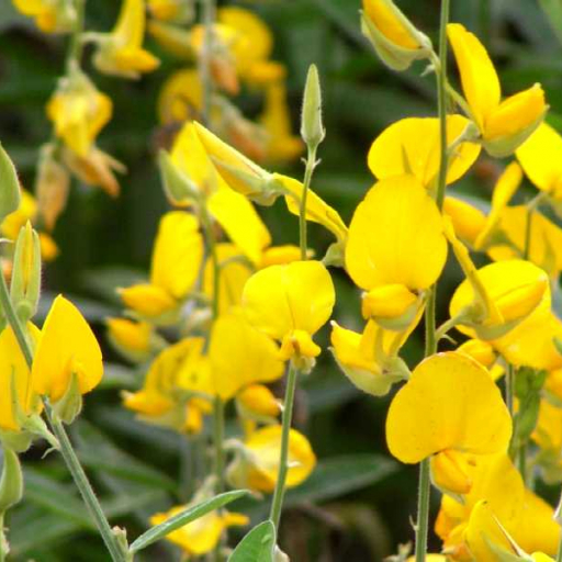Sunn Hemp (Crotalaria Juncea) Plant Care & How to Grow, Water