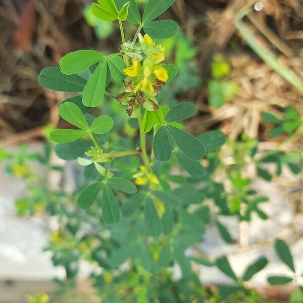Trefoil Rattlepod (Crotalaria Medicaginea) Plant Care & How to Grow, Water