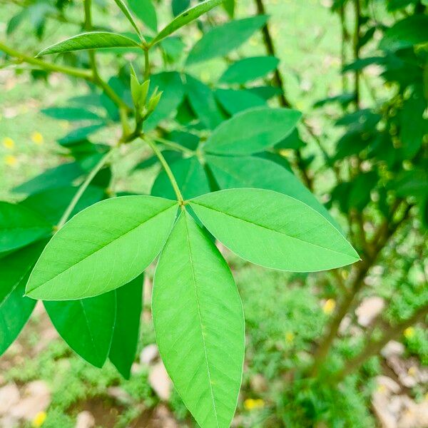 Caracas Rattlebox (Crotalaria Micans) Plant Care & How to Grow, Water