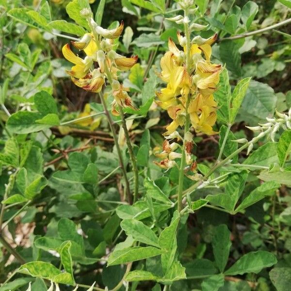 Slender Leaf Rattlebox (Crotalaria Ochroleuca) Plant Care & How to Grow ...