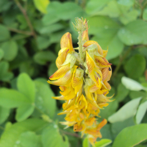 Smooth Rattlebox (Crotalaria Pallida) Plant Care & How to Grow, Water