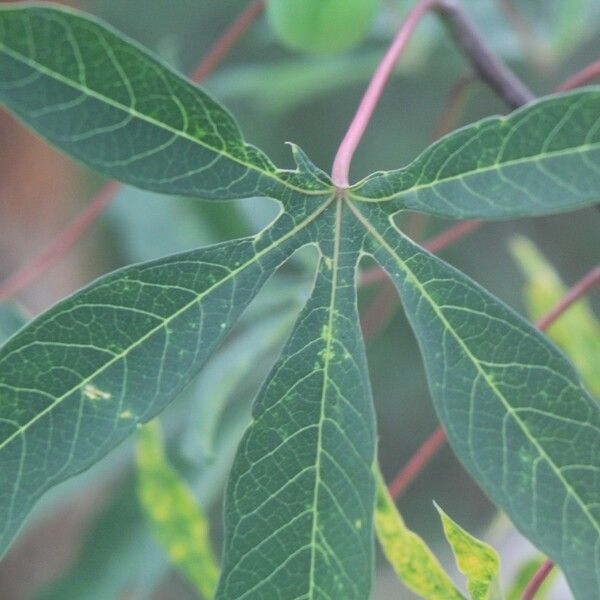Crotalaria Pilosa Care Guide: Water, Soil & Propagation - Plantiary