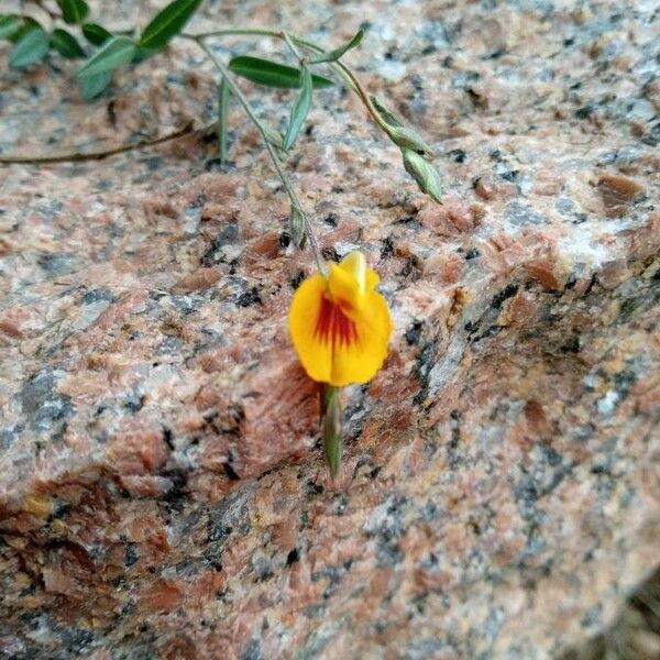 Low Rattlebox (Crotalaria Pumila) Plant Care & How to Grow, Water