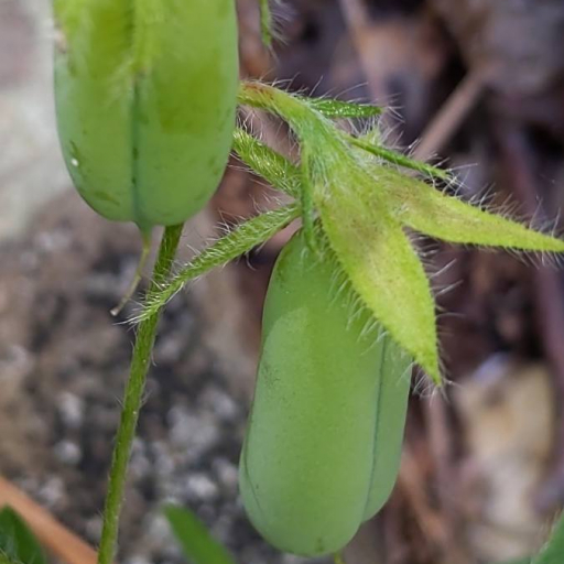 Arrowhead Rattlebox (Crotalaria Sagittalis) Plant Care & How to Grow, Water