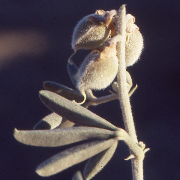 Saharan Rattlepod (Crotalaria Saharae) Plant Care & How to Grow, Water