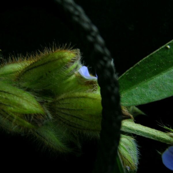 Rattlebox (Crotalaria Sessiliflora) Plant Care & How to Grow, Water