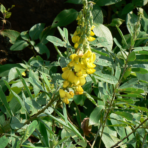 Showy Rattlebox (Crotalaria Spectabilis) Plant Care & How to Grow, Water