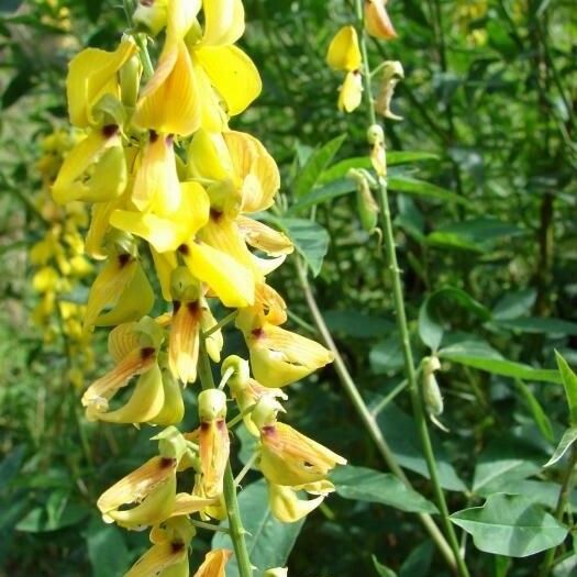 West Indian Rattlebox (Crotalaria Trichotoma) Plant Care & How to Grow ...