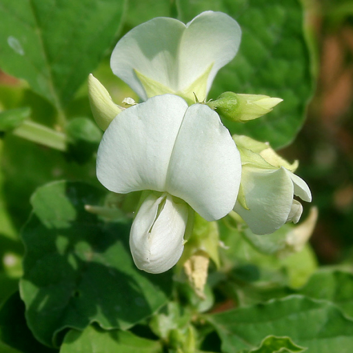 Blue-Flower Rattlepod (Crotalaria Verrucosa) Plant Care & How to Grow ...