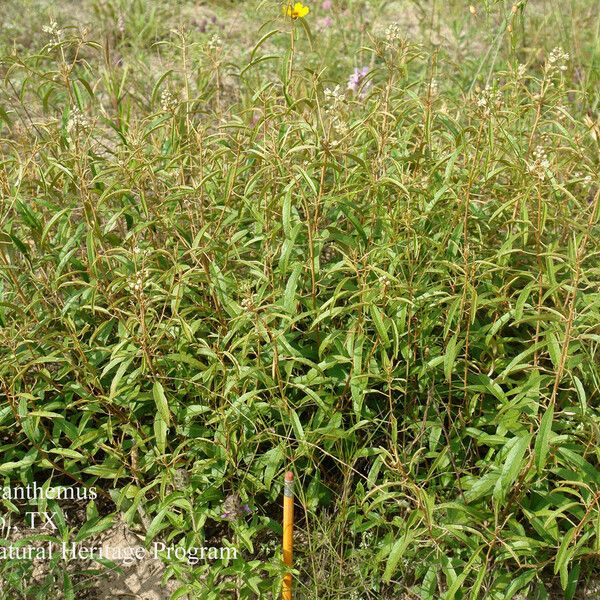 Healing Croton (Croton Argyranthemus) Plant Care & How to Grow, Water