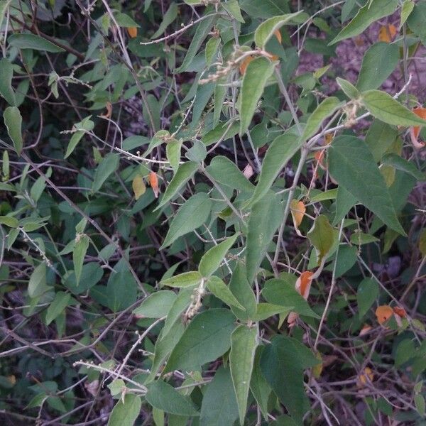 Cortez's Croton (Croton Cortesianus) Plant Care & How to Grow, Water