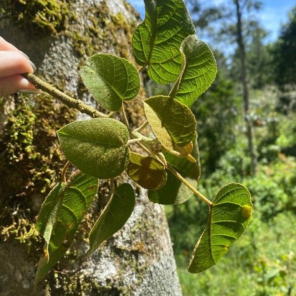 Dragon's Blood (Croton Draco) Plant Care & How to Grow, Water
