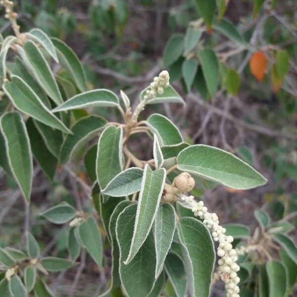 Yellow Balsam (Croton Flavens) Plant Care & How to Grow, Water