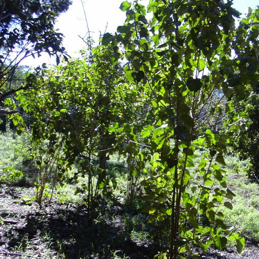 Copalchi (Croton Guatemalensis) Plant Care & How to Grow, Water