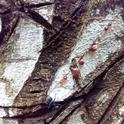 Dragon's Blood (Croton Lechleri) Plant Care & How to Grow, Water