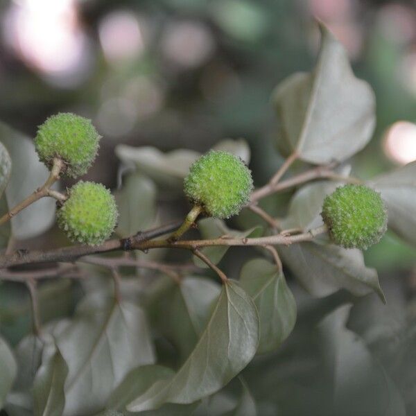 Croton Niveus Plant Care & How to Grow, Water