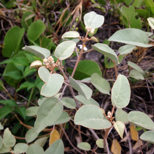 Gulf Croton (Croton Punctatus) Plant Care & How to Grow, Water