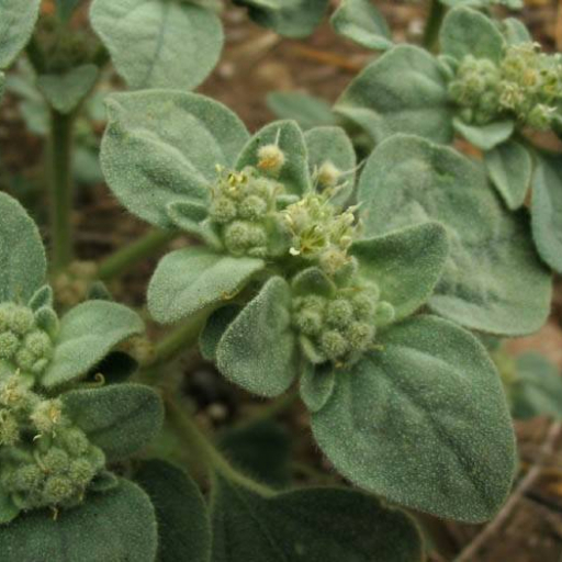 Dove Weed (Croton Setigerus) Plant Care & How to Grow, Water