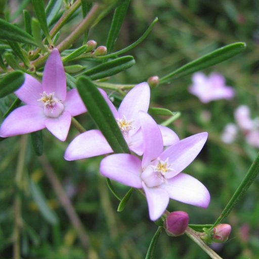 Small Crowea (Crowea Exalata) Plant Care & How to Grow, Water