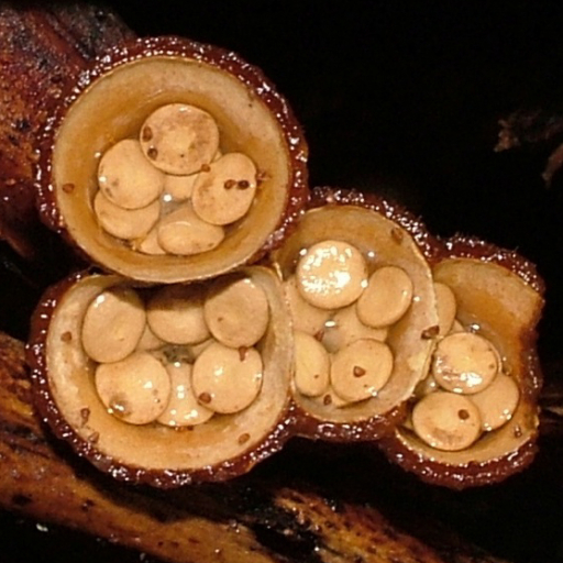 Crucibulum Laeve Plant Care & How to Grow, Water