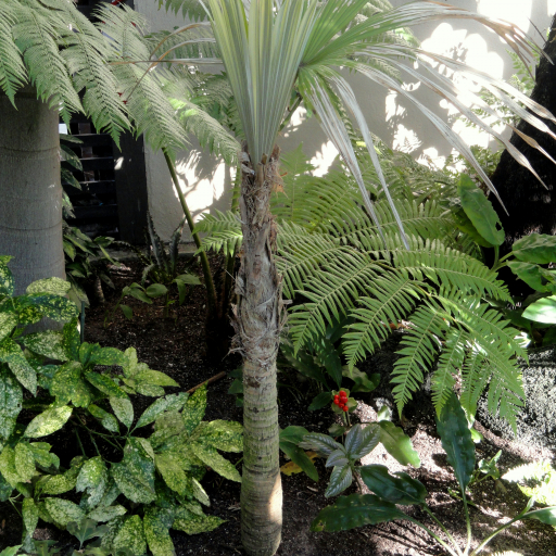 Root-Spine Palm (Cryosophila Warscewiczii) Plant Care & How to Grow, Water