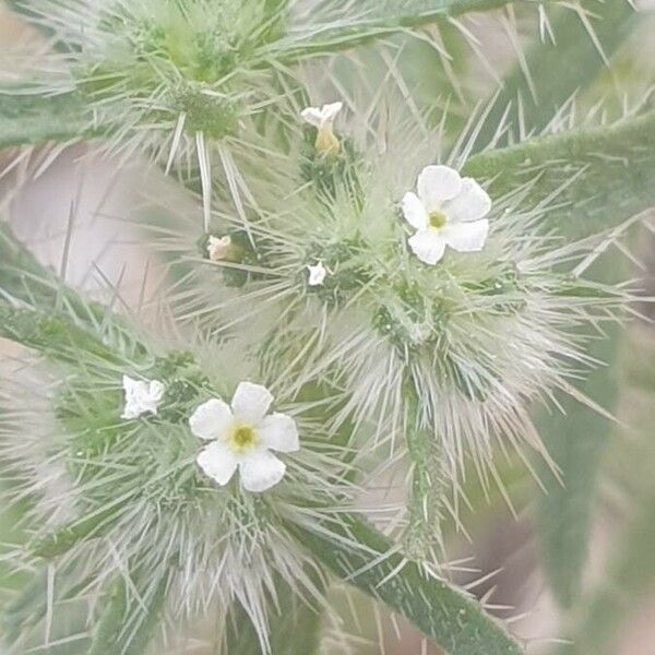 Panamint Cryptantha (Cryptantha Angustifolia) Plant Care & How to Grow ...