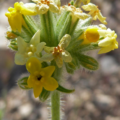 Yellow-Flowered Cryptantha (Cryptantha Confertiflora) Plant Care & How ...