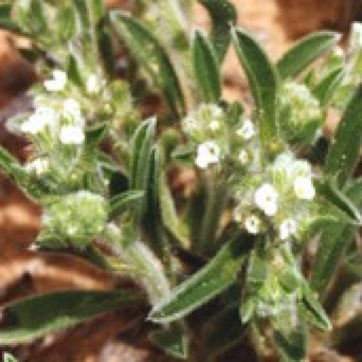 Baltic Rush (Juncus Balticus) Plant Care & How to Grow, Water