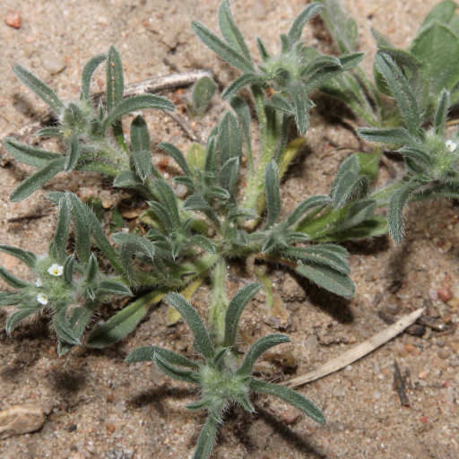Little Cat's-Eye (Cryptantha Minima) Plant Care & How to Grow, Water