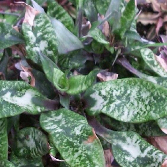 Cryptanthus Beuckeri Plant Care & How to Grow, Water