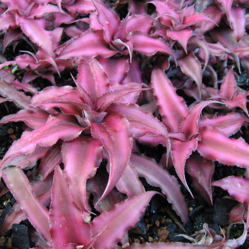 Earth Star (Cryptanthus Bivittatus) Plant Care & How to Grow, Water