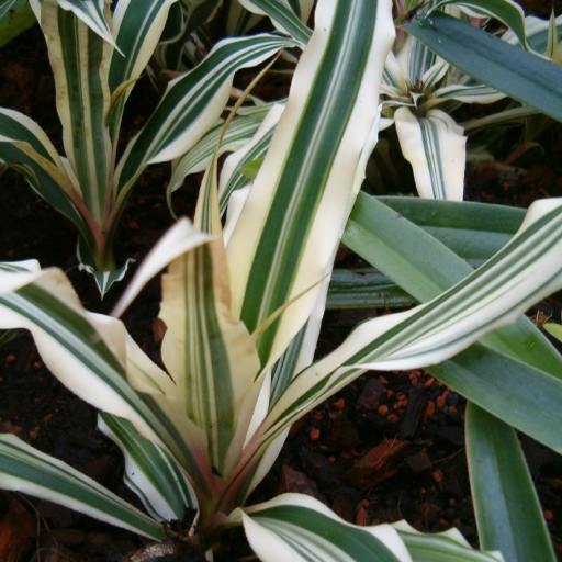 Cryptanthus Bromelioides Plant Care & How to Grow, Water