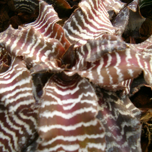 Cryptanthus Zonatus Plant Care & How to Grow, Water